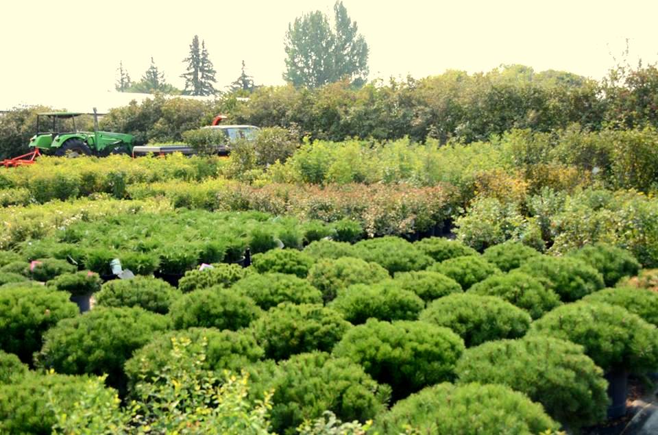 Cedar – Beaver Dam Nursery